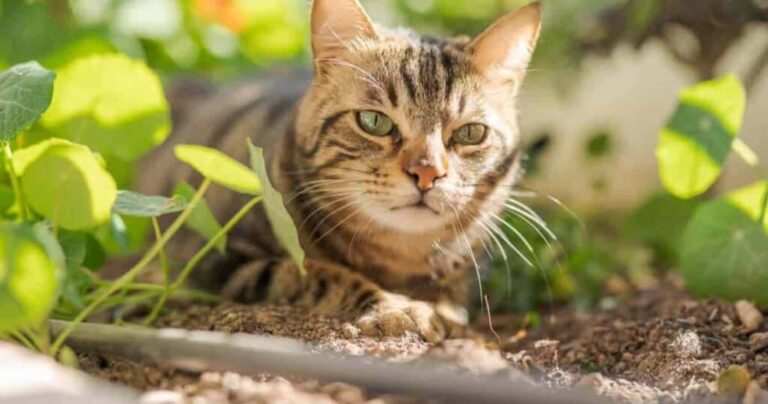 Is Cat Poop Compostable? - Pet Land Lover